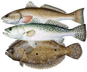 Crums Mini Mall, Panacea Fishing Tournament Panacea, Live bait, marine ...